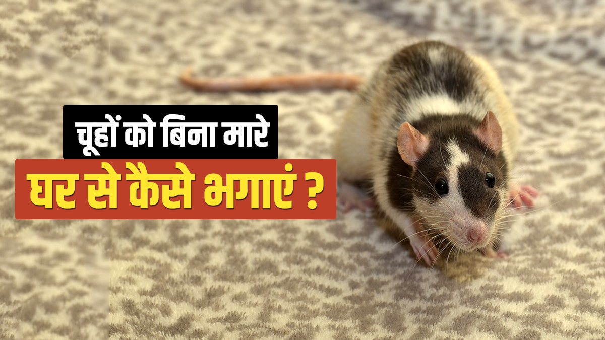 try these tips to get rats out of house without killing them chuhoon ko ...