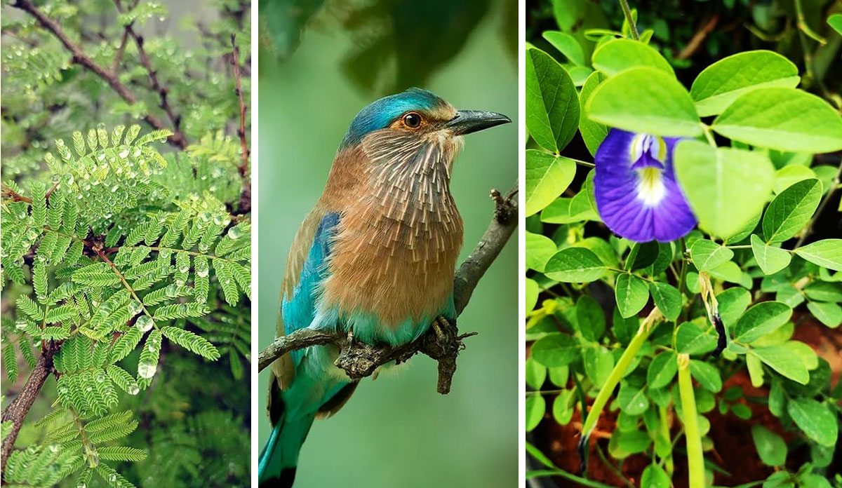 Dussehra 2021 method of worship devi aprajita shami tree puja vidhi ...