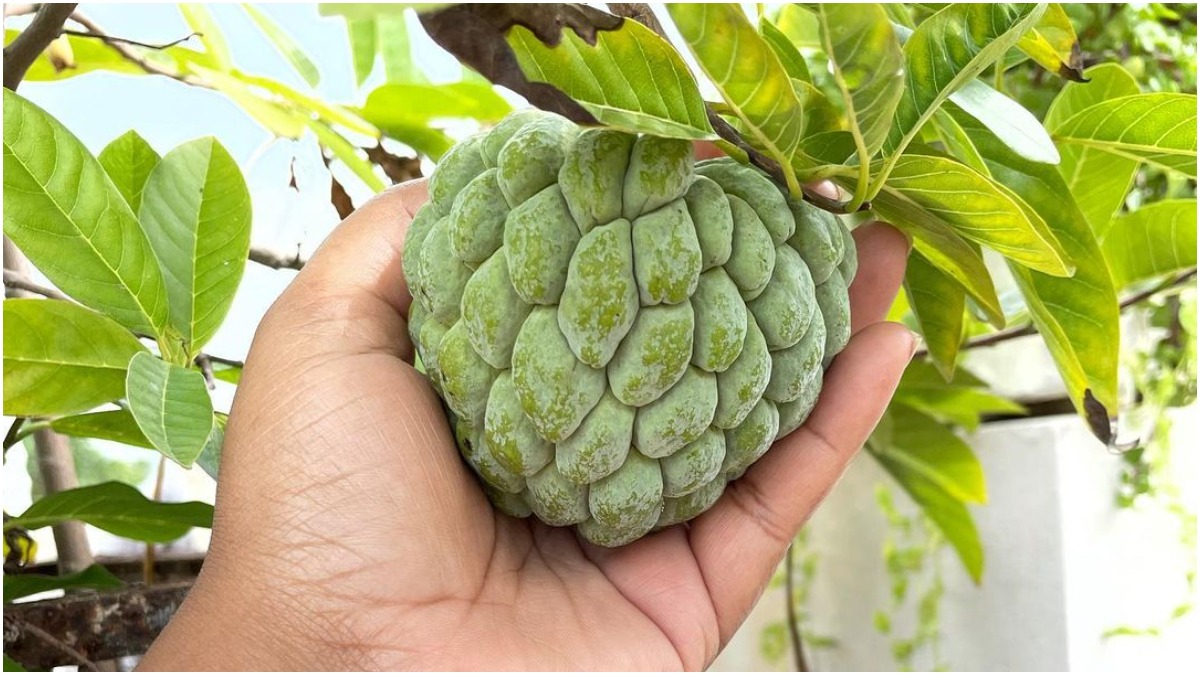 health benefits of sitaphal or custard apple nutritionist rujuta ...