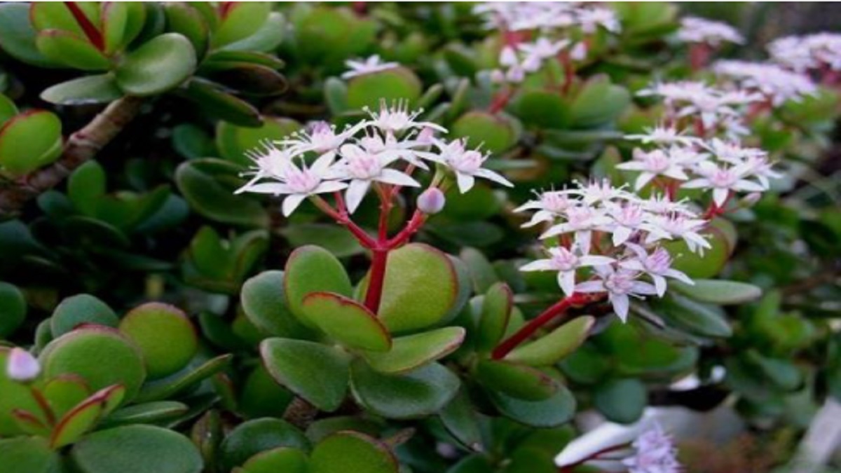 Vastu Tips crasuala plant benefit for money and positive energy at home ...