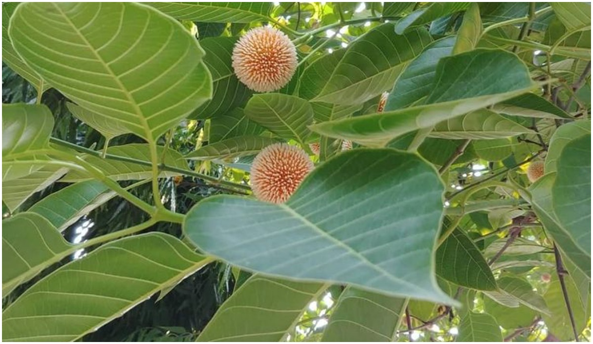 Kadamba for blood sugar know how to consume kadam or Burflower leaves ...