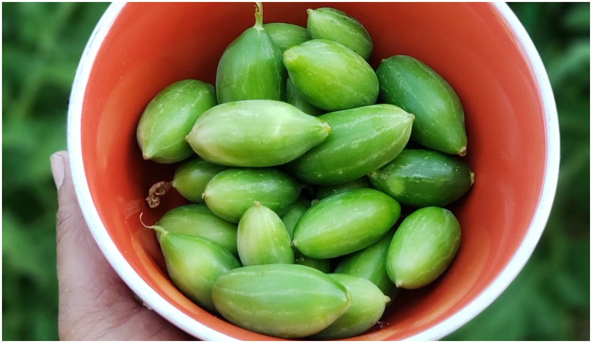Side Effects Of Kundru these people avoid ivy gourd its dangerous for ...