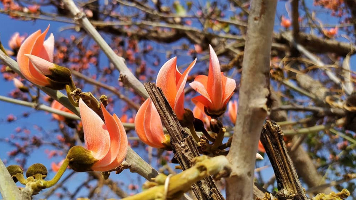 Keep palash flower in locker for money prosperity Butea flower will ...