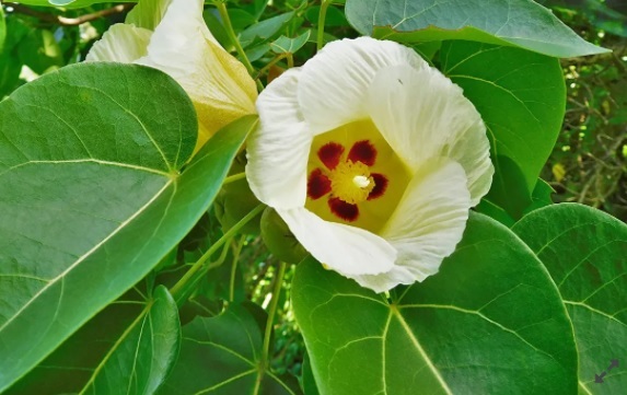 paras peepal tree benefits for wealth and marriage in vastu tips paras ...