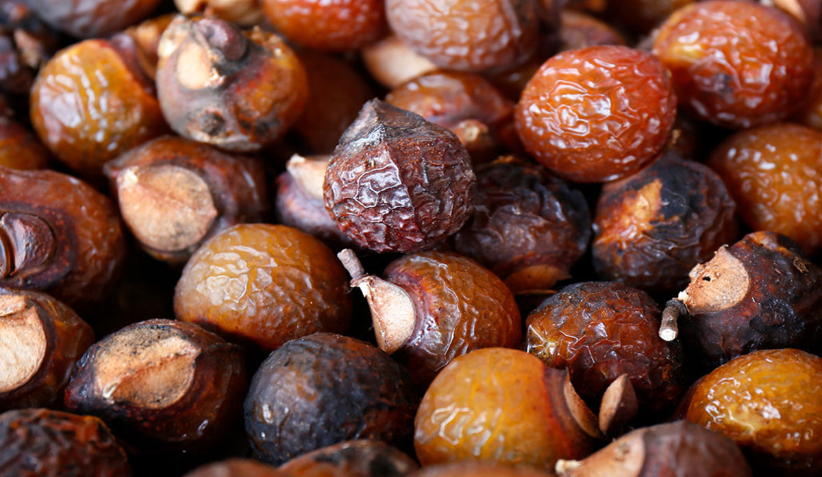 Reetha tree benefits for money wealth and happy marriage reetha or ...