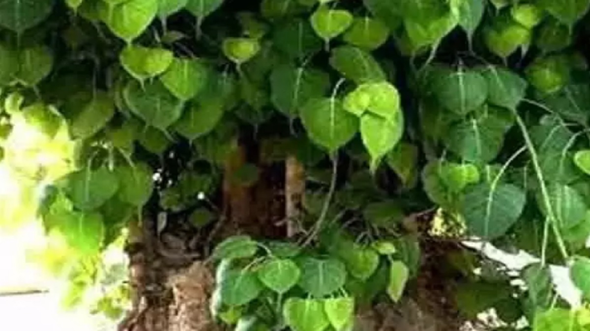 शनिवार को पीपल की पूजा से क्यों प्रसन्न होते हैं शनिदेव, इस कथा में ...