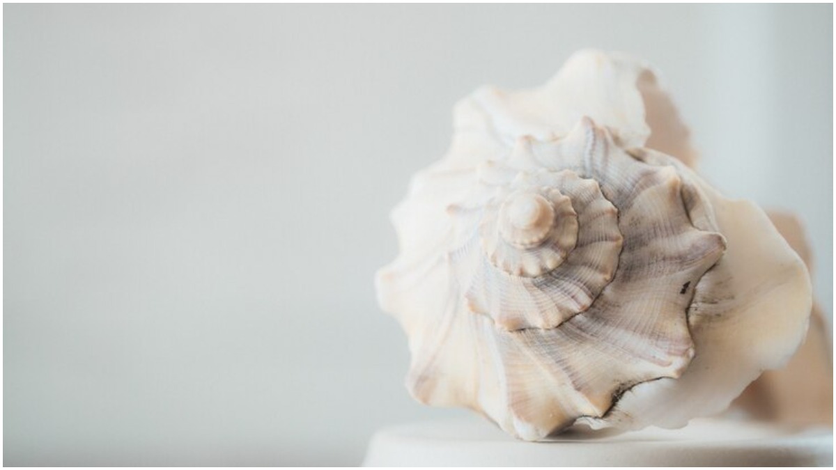 According to Vastu, there are many benefits of keeping conch shell in ...