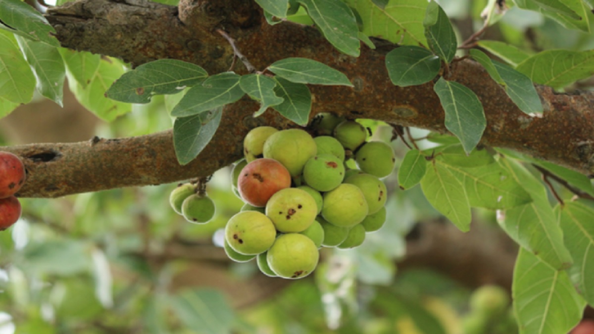 धन का नुकसान करता है कमजोर शुक्र, इसे मजबूत करेगा गूलर का पेड़, यहां ...