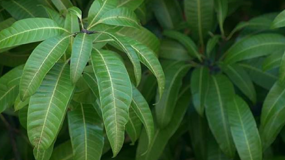 mango tree in astrology and hindu dharam aam ke ped ka upaay aam ke ...