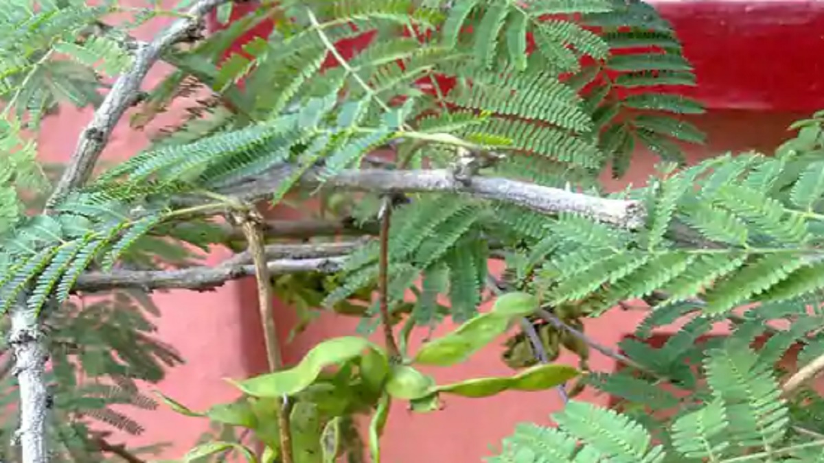 shami plant benefit in hindi astrological impact of shami tree in home ...