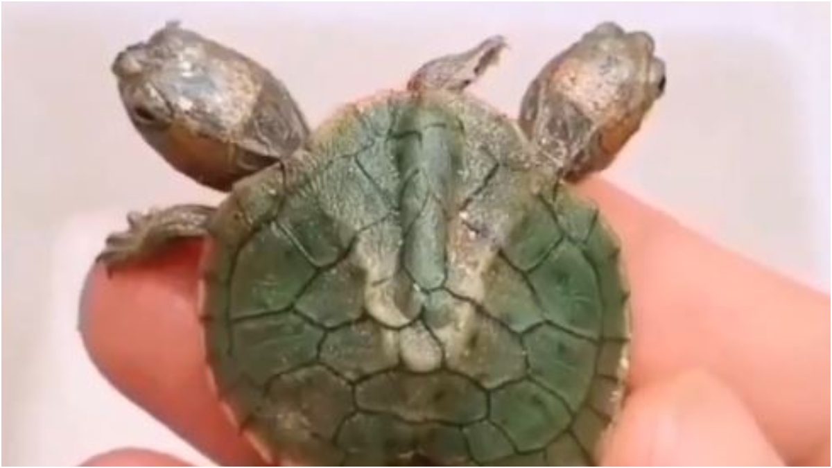 People are surprised to see this rare two-headed turtle the video is ...