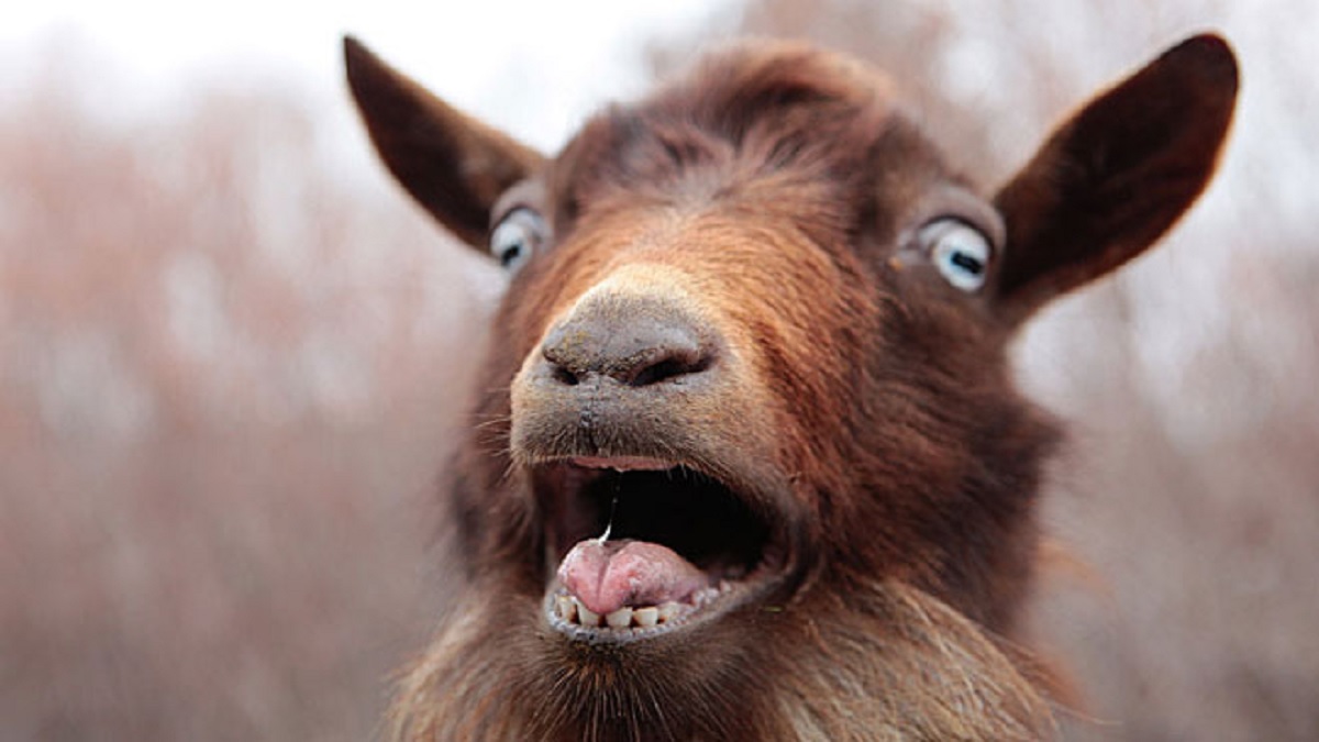 OMG Weird craze to go viral 44 year old man married goat know the whole ...