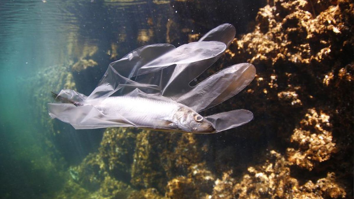 China Robot Fish: चीनी वैज्ञानिकों ने तैयार की रोबोट फिश, समुद्र की ...