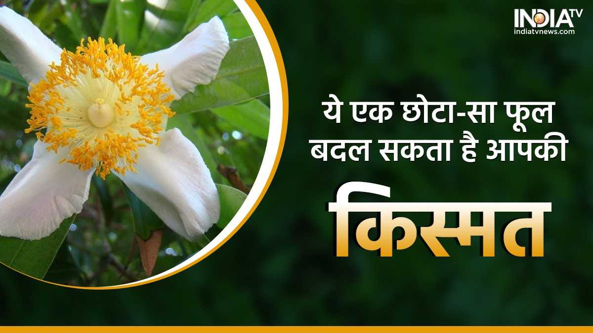 Nagkesar Ke Upay:ये छोटा-सा फूल कुछ ही दिनों में आपको बना देगा मालामाल ...