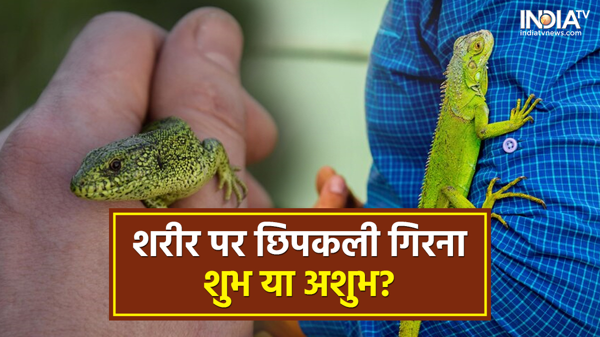 Lizard Falling On Body Sign: छिपकली शरीर के इन अंगों पर गिरकर देती है ...