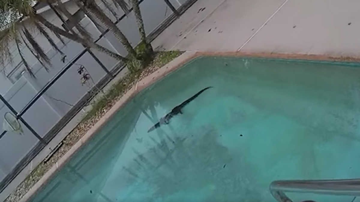 United States: Florida woman finds alligator swimming in backyard pool ...