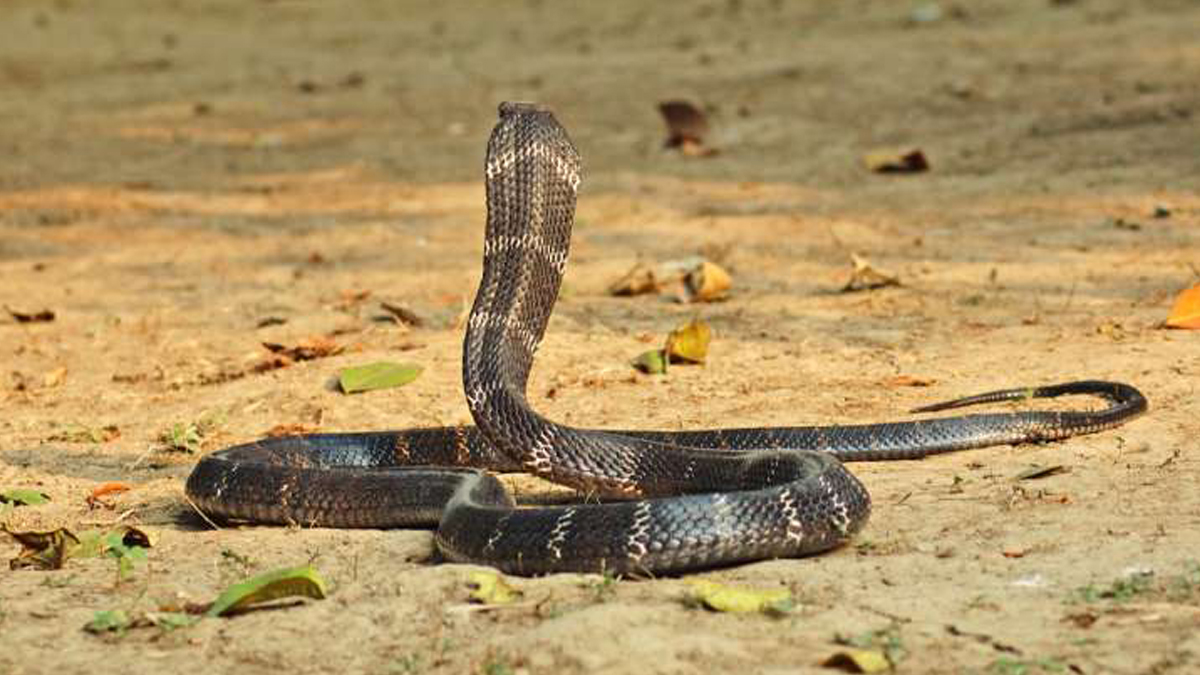 किंग कोबरा ने कार में की 200KM की यात्रा, गाड़ी से लटकी दिखी खाल तो ...