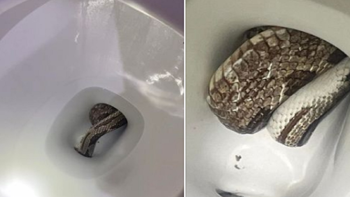 Snake in Toilet: the creature was hidden in the toilet, police rescued ...
