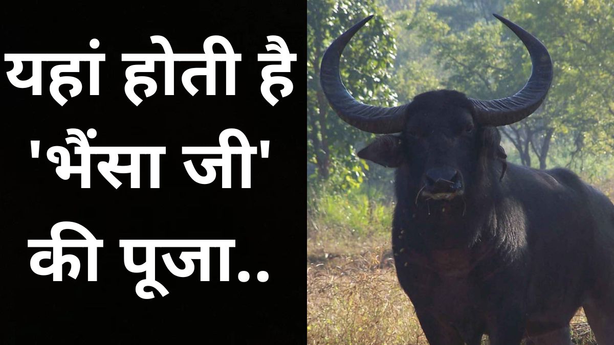 Bhainsa ji mandir In this unique temple in Unnao Uttar Pradesh ...