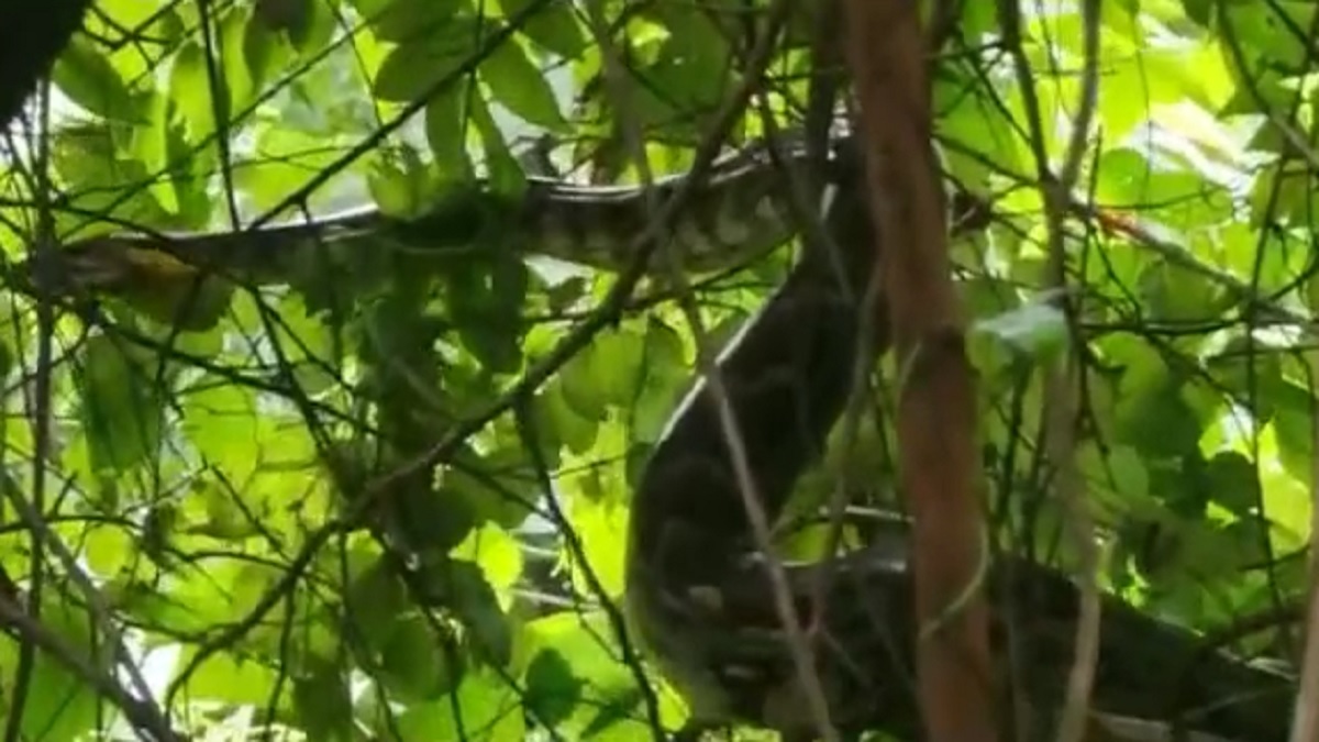 Bhiwandi News There was a stir after seeing 7 foot python climbing on a ...