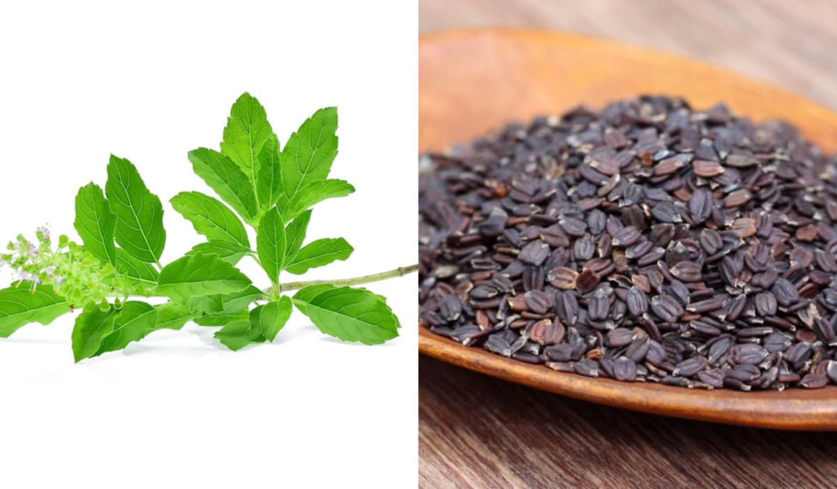 Basil Seeds: तुलसी के बीज का सेवन करने से इन गंभीर बीमारियों से मिलेगी ...