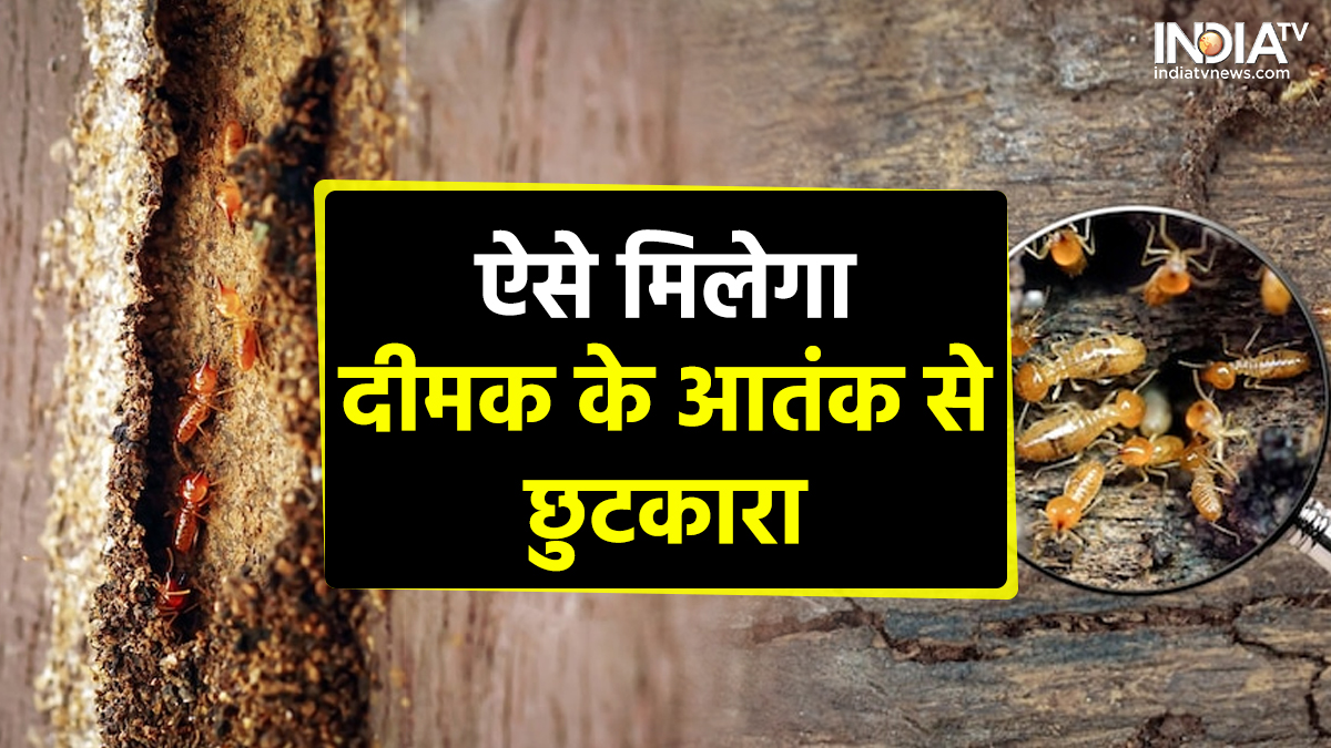 Termites Remedies: दीमक की वजह से क्या आपका घर और फर्नीचर हो रहा है ...