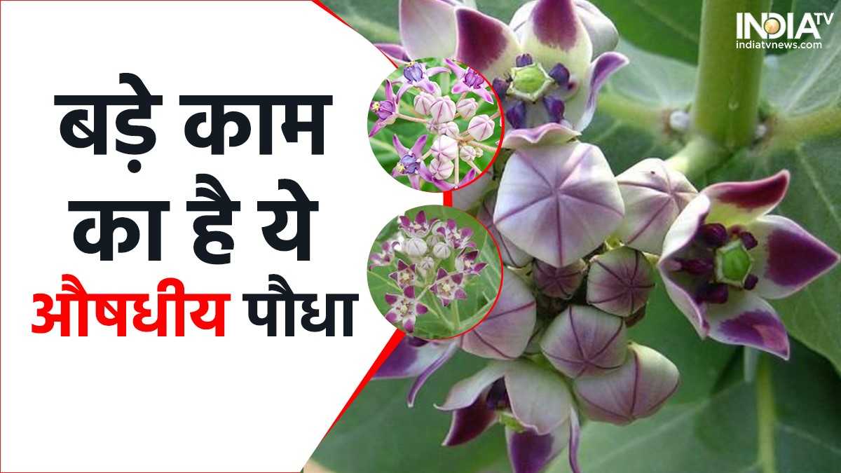 Aak Flower: दर्द से लेकर झुर्रियों तक बेहद लाभकारी है ये फूल, बस ऐसे ...