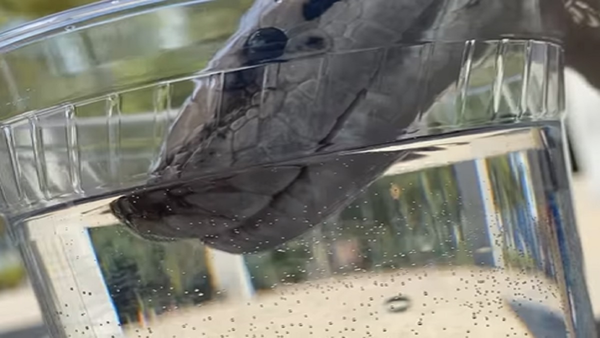 OMG Have you seen snakes drinking water in a glass like humans This ...