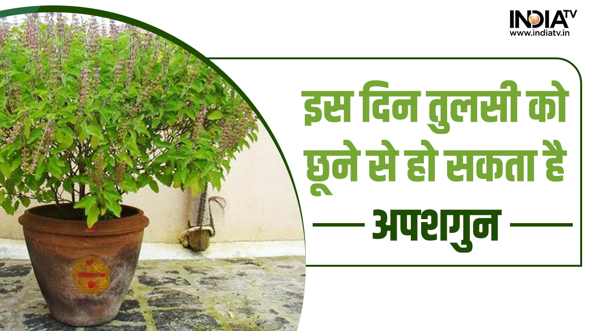 Tulsi Puja Tips: हफ्ते के इस दिन तुलसी के पौधे को भूलकर भी न छुएं ...