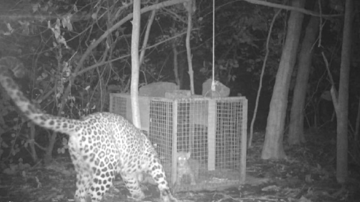 मां से बिछड़ गया था तेंदुए का बच्चा, वन विभाग की टीम ने इस तरह की मदद ...