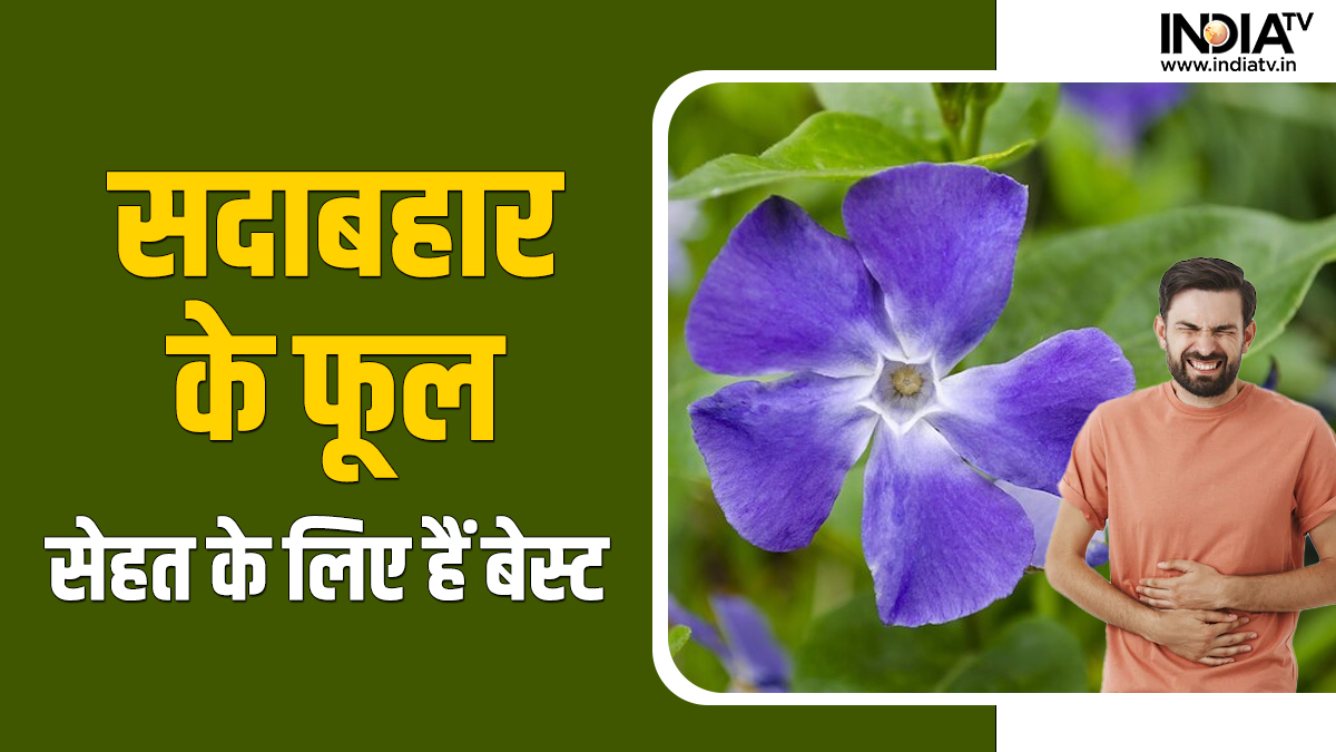 Sadabahar Ke Fayde: सदाबहार का फूल डायबिटीज सहित इन गंभीर बीमारियों को ...