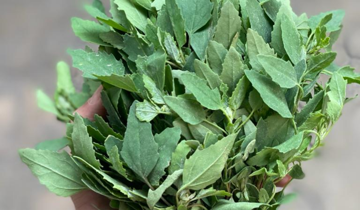 Bathua Benefits: दांतों की सड़न सहित कब्ज की समस्या को दूर करने में ...