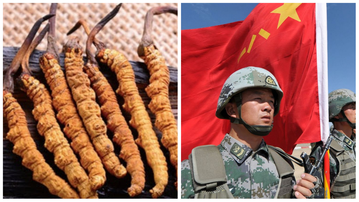 कीड़ा जड़ी या हिमालयी वायग्रा क्यों चुराना चाहता है चीन? | कीड़ा जड़ी ...