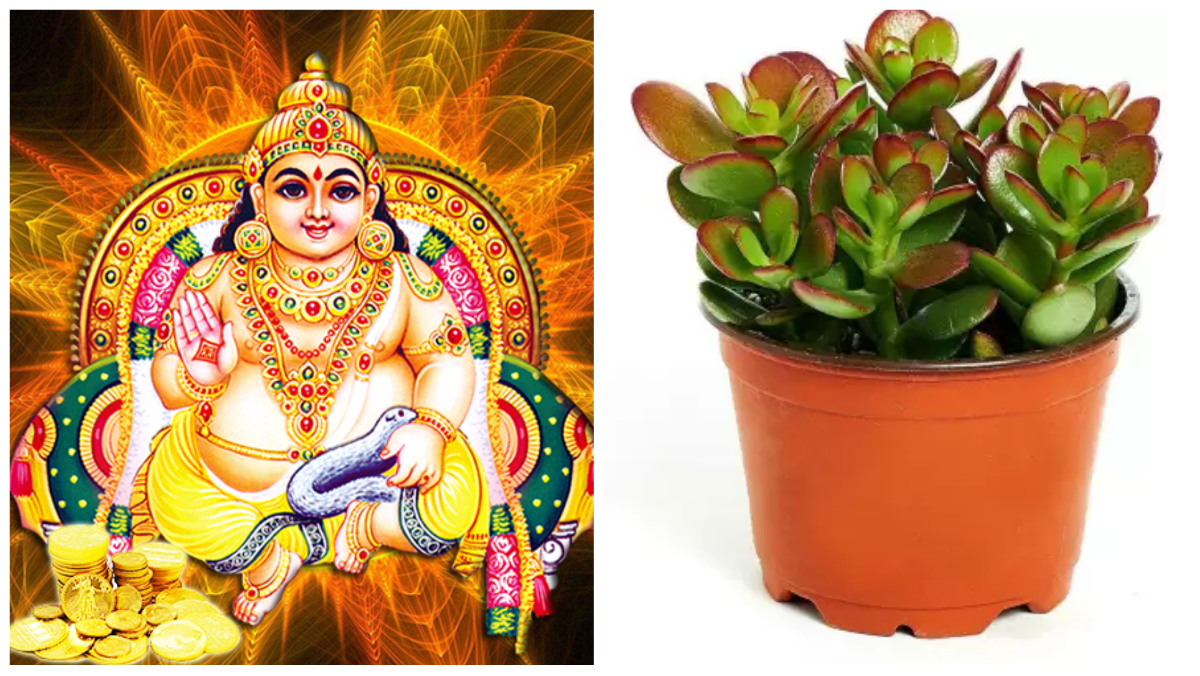 कुबेर का पौधा क्रासुला के चमत्कारी उपाय | Crassula plant benefits in ...