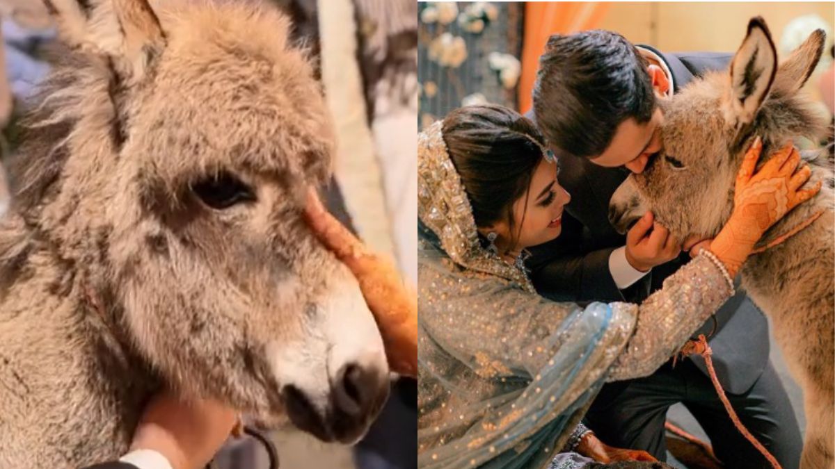 शादी के दिन पति ने पत्नी को गिफ्ट किया गधा, वजह जानकर हो गया हर कोई ...