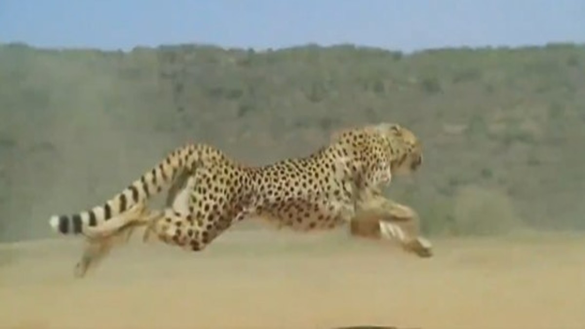 Cheetah Running On Top Speed Shocking Video Viral On Internet, Users ...