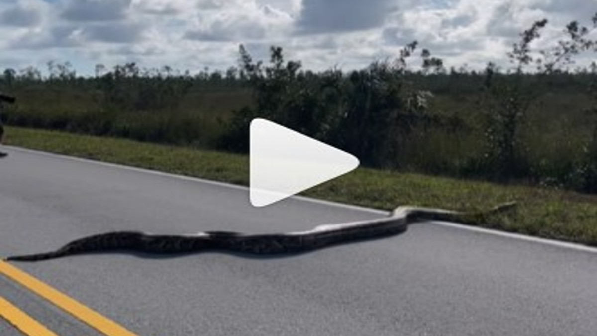 Viral Video: Giant Burmese Python Crosses The Road In Florida, Caught ...