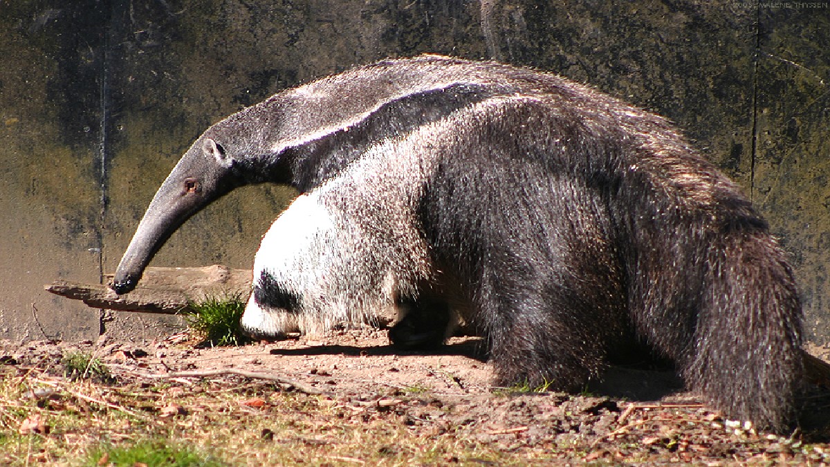 AntEater Video goes Viral on twitter, No one can named this Animal ...
