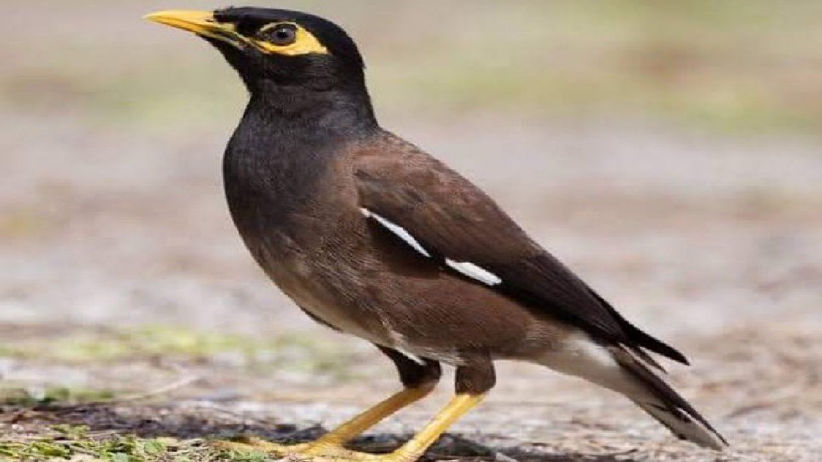 IAS Officer Shared Maina Pic And Asks Bird Name From twitter users ...