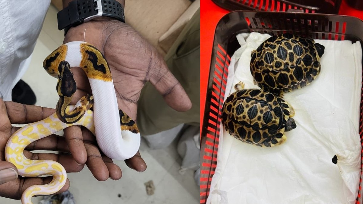 Passenger reached Chennai airport with a bag full of snakes and turtles ...