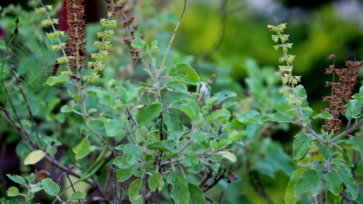 vastu tips for tulsi plant planting tulsi in the house you will get ...