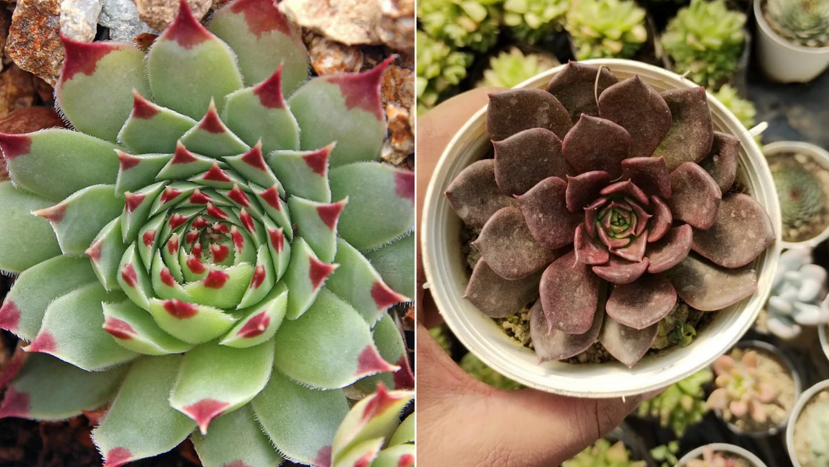 लक्ष्मी कमल विष्णु कमल लगाने के फायदे | laxmi kamal and vishnu kamal plant benefits in hindi ...