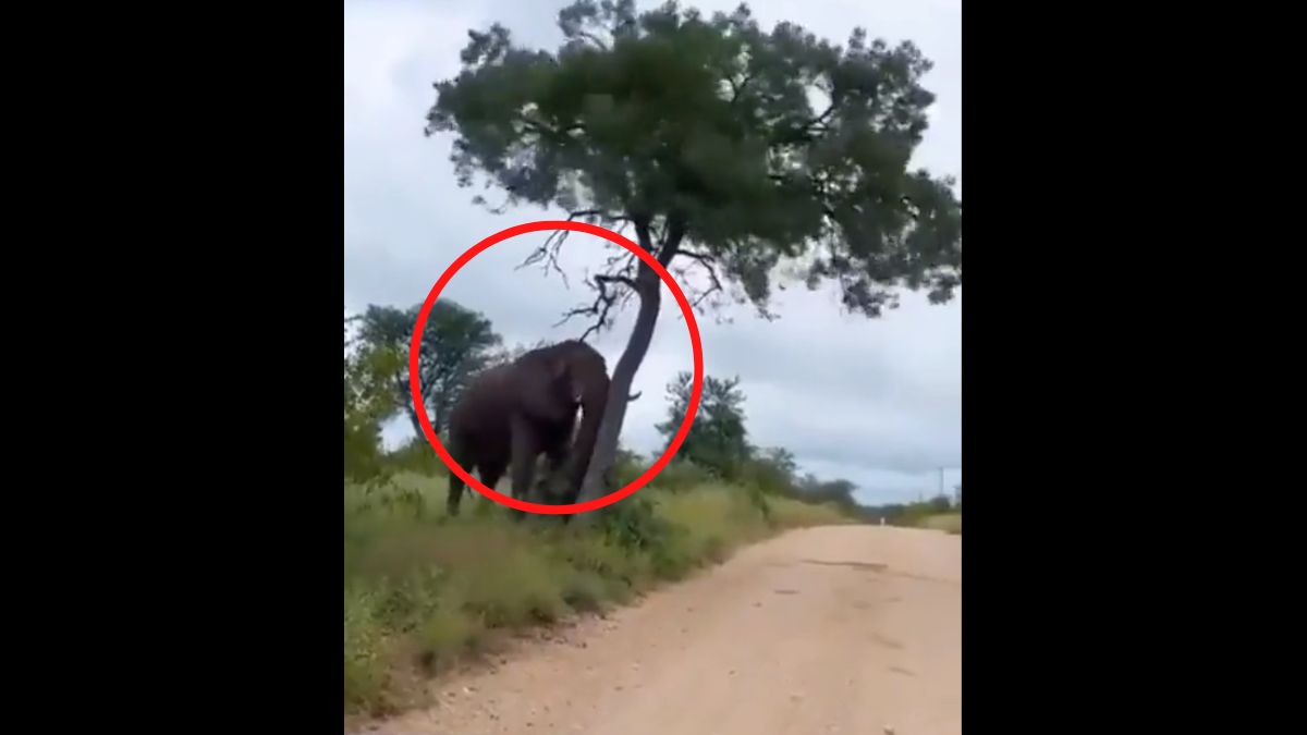 Elephant hit tree on the middle of the road video viral on social media ...