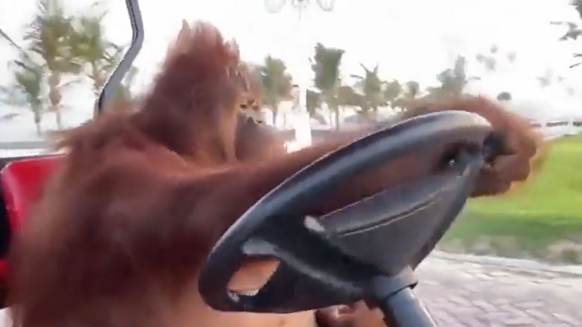 Video of chimpanzee driving viral on social media | चिंपैंजी ने चलाई ...