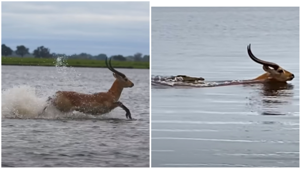 पानी में हिरण के पीछे पड़ गया मगरमच्छ, फिर जो हुआ देख दहल जाएंगे आप ...