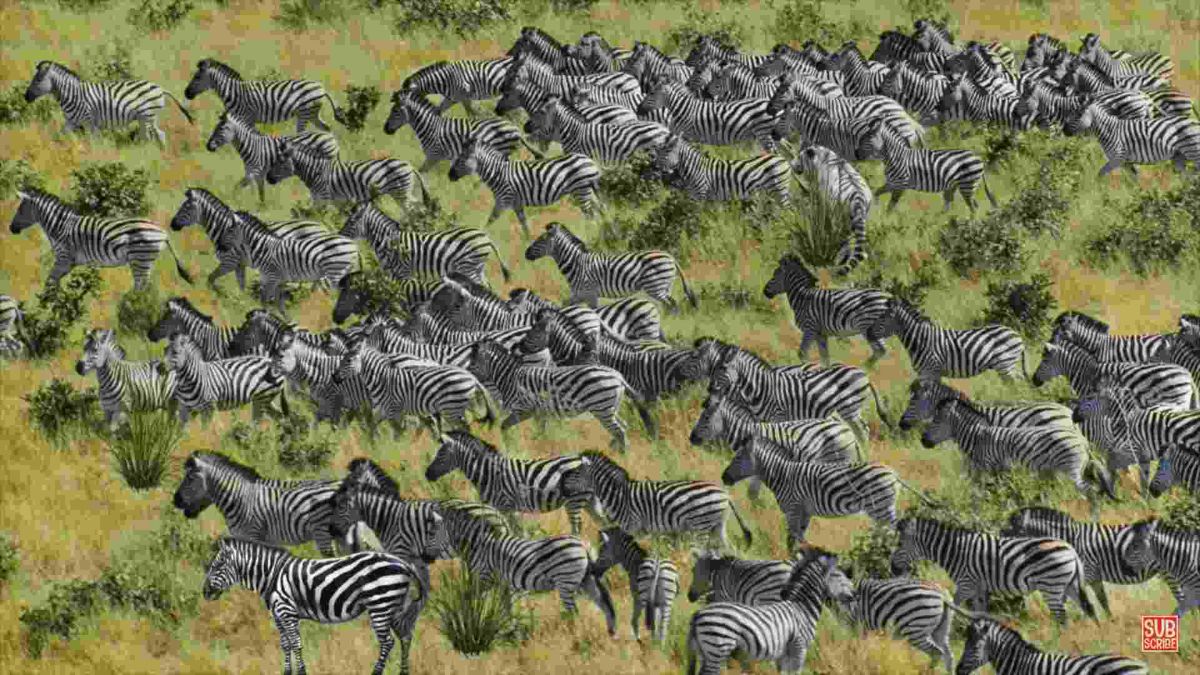 Tiger is hidden in this Optical Illusion picture, find it in 7 seconds ...