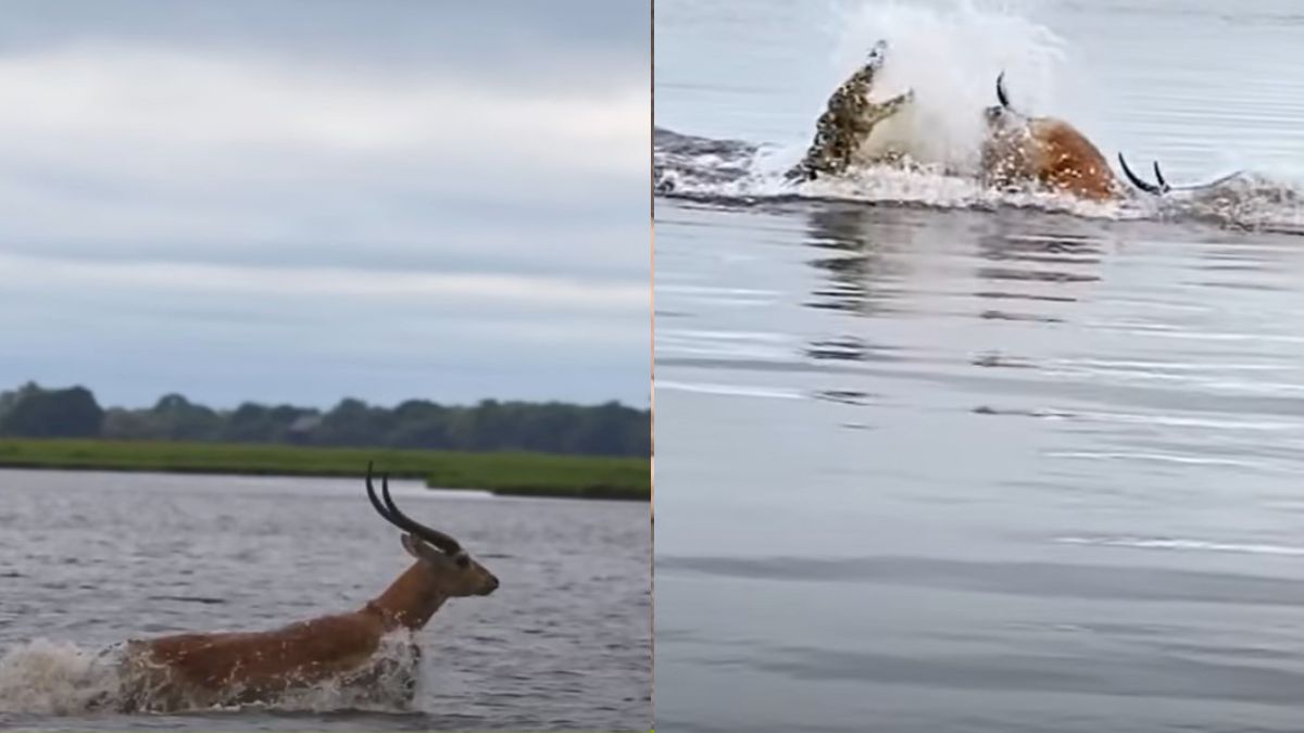 Wildlife Shocking Viral Video, Crocodile Chasing Deer In The River ...