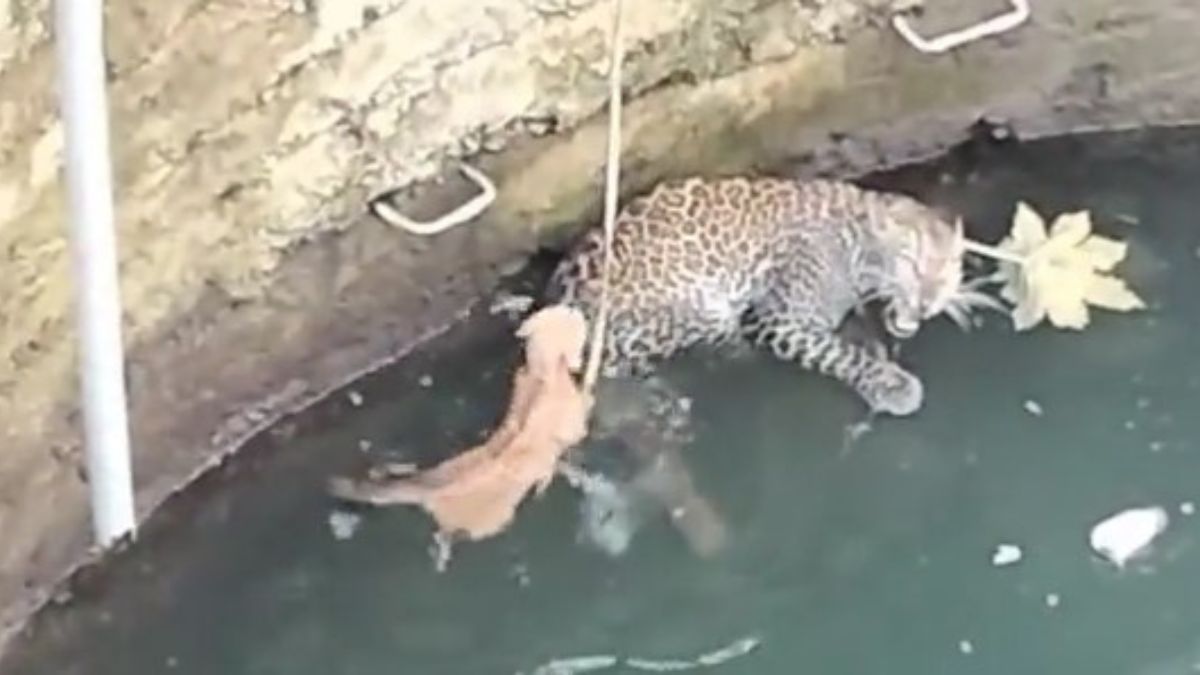 Tendua aur billi ka video, Leopard Ka Viral Video, tendua aur billi ...