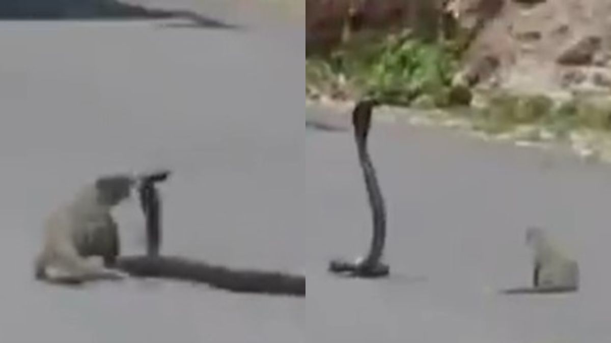 saanp aur nevale ki ladaai, fight between snake and mongoose, saanp aur ...