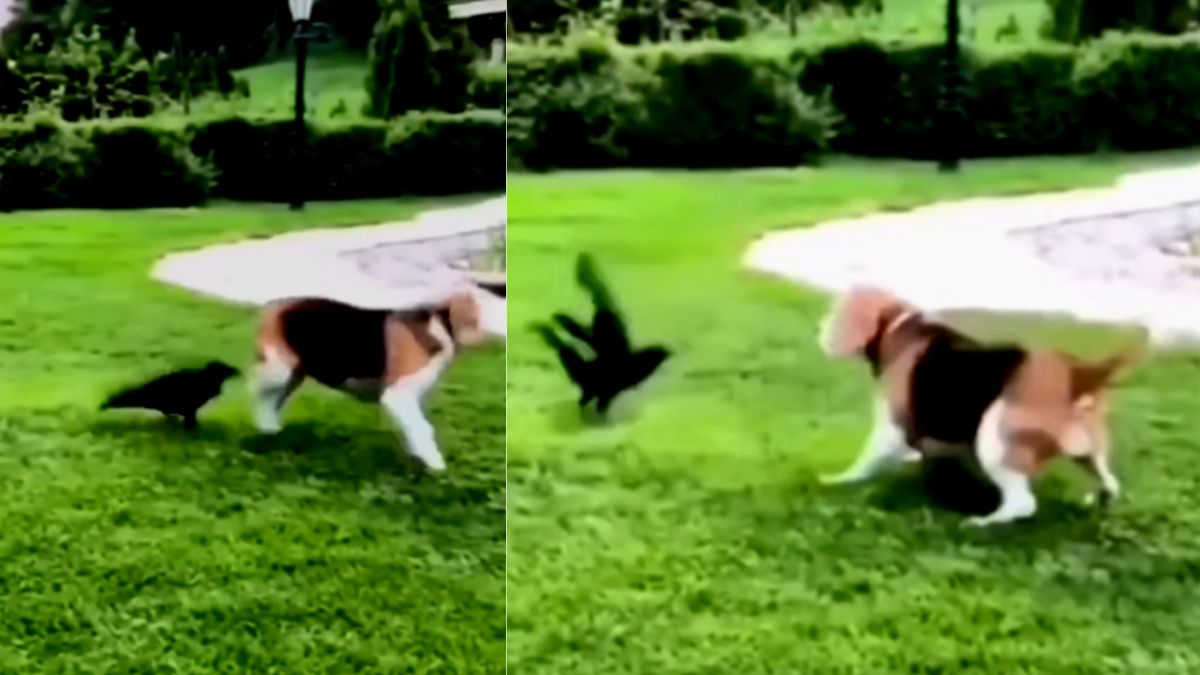 crow and dog viral video on social media | कौवे ने कुत्ते की नाक में कर ...
